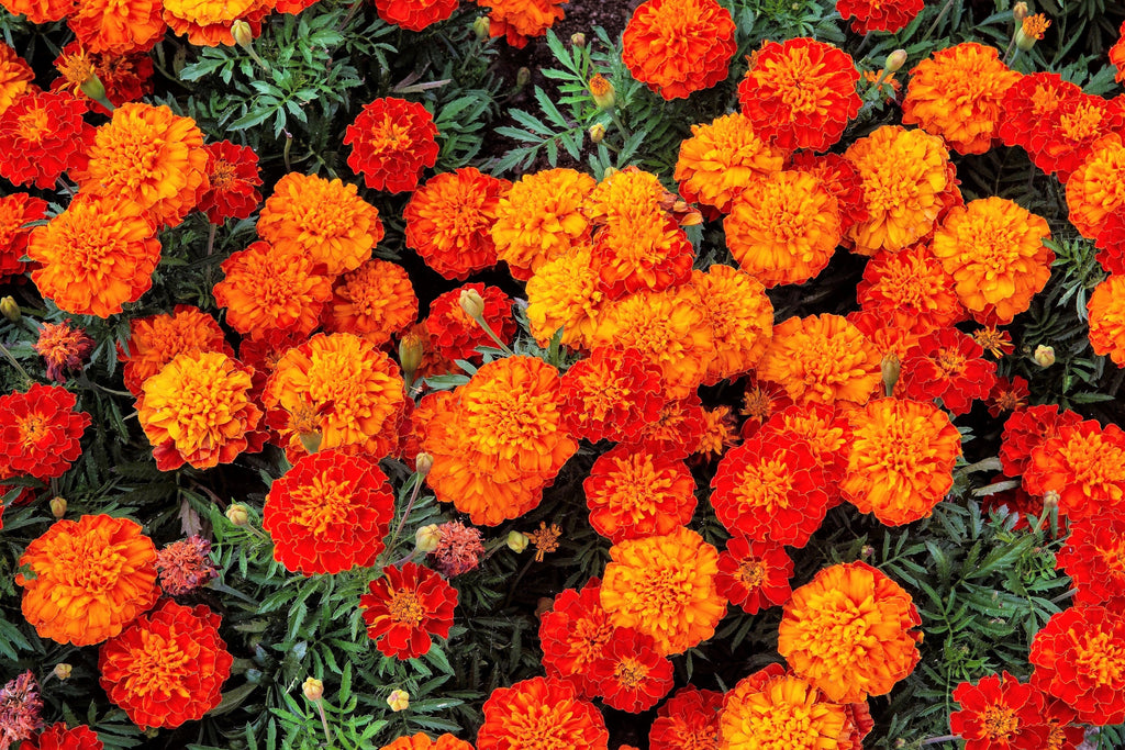400 FRENCH MARIGOLD SPARKY Mixed Colors Tagetes Patula Orange Yellow R ...