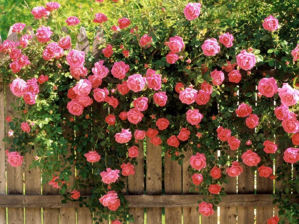5 PINK CLIMBING ROSE Rosa Bush Vine Climber Fragrant Butterfly Flower ...