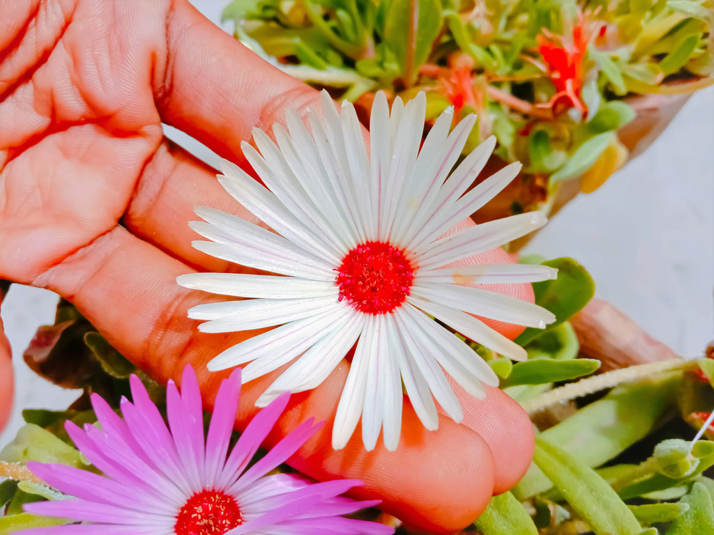 100 Gelato WHITE ICE PLANT Mesembryanthemum Livingstone Daisy Flower S ...