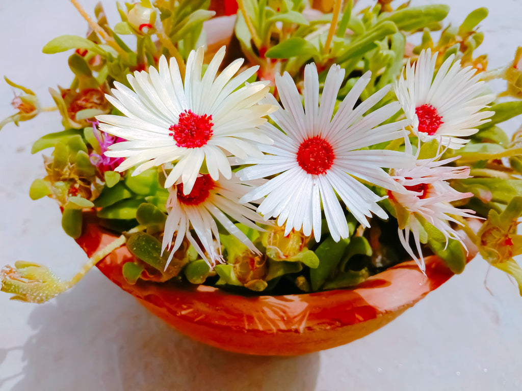 100 Gelato WHITE ICE PLANT Mesembryanthemum Livingstone Daisy Flower S ...