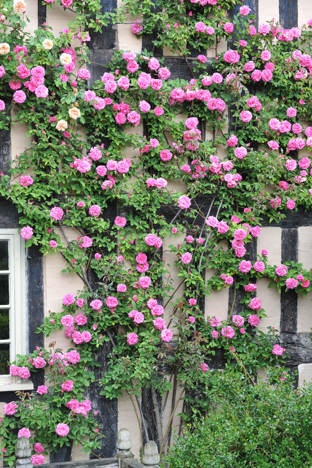5 PINK CLIMBING ROSE Rosa Bush Vine Climber Fragrant Butterfly Flower ...