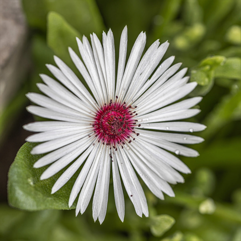 100 Gelato WHITE ICE PLANT Mesembryanthemum Livingstone Daisy Flower S ...