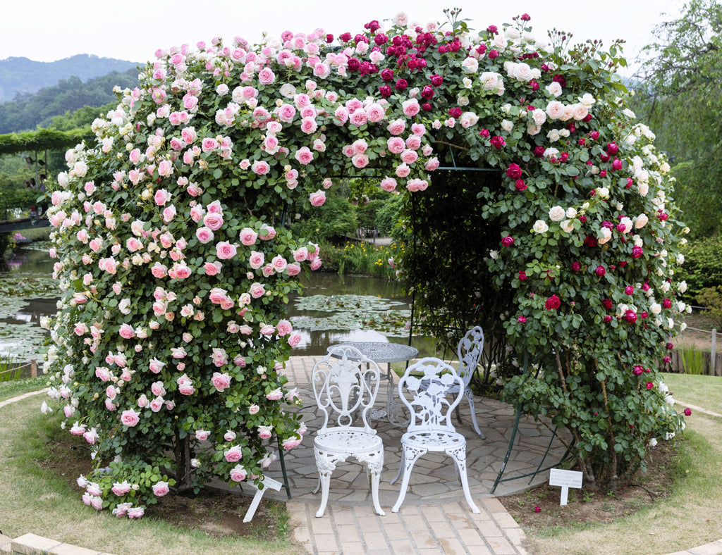 5 PINK CLIMBING ROSE Rosa Bush Vine Climber Fragrant Butterfly Flower ...