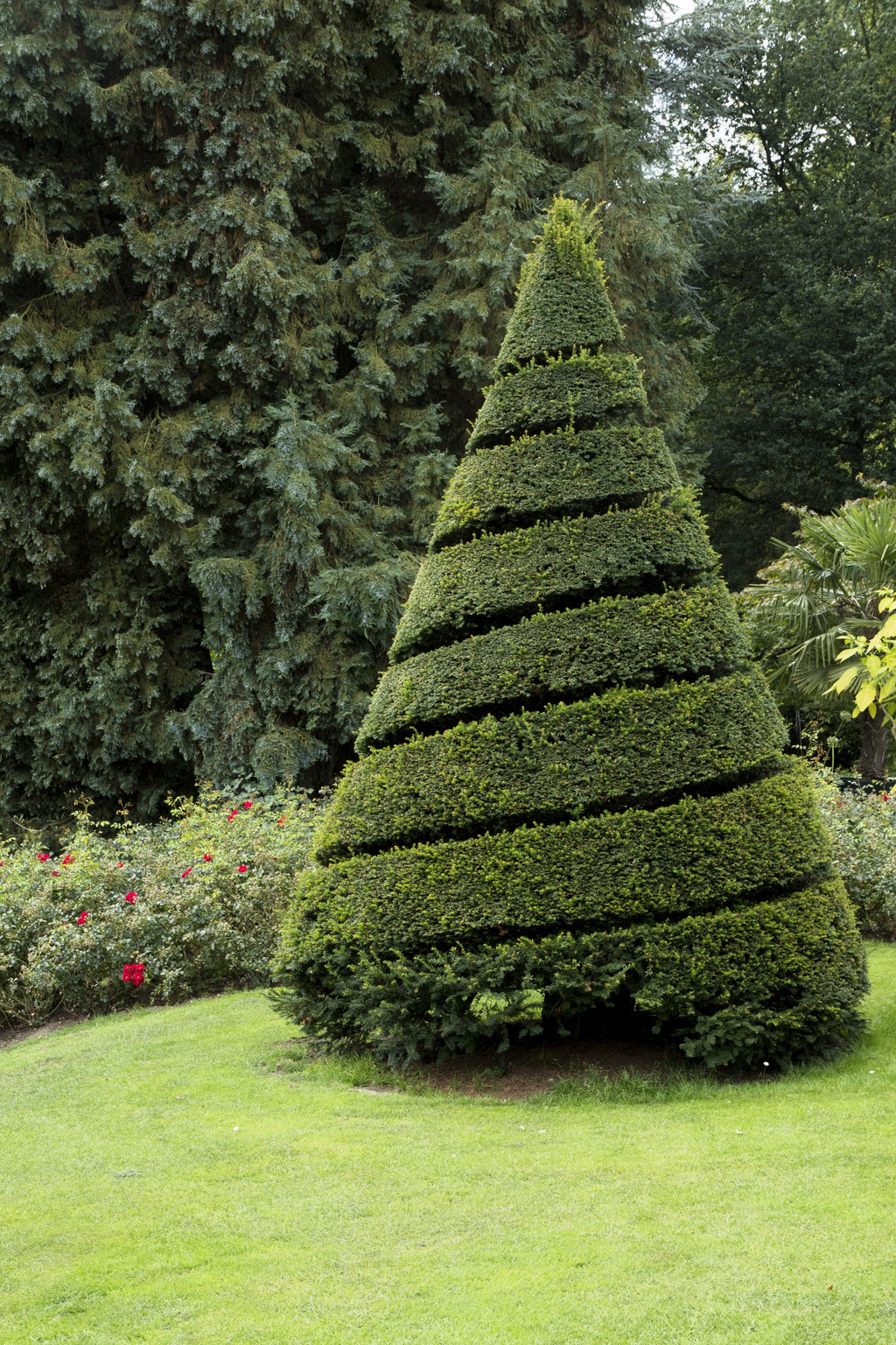 10 ENGLISH YEW Taxus Baccata Tree Shrub Conifer Sun or Shade Red Ornam ...